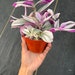 Tradescatia Nanouk Rooted 4 Inch | Nanouk Pink Rare House Plant Indoor ...