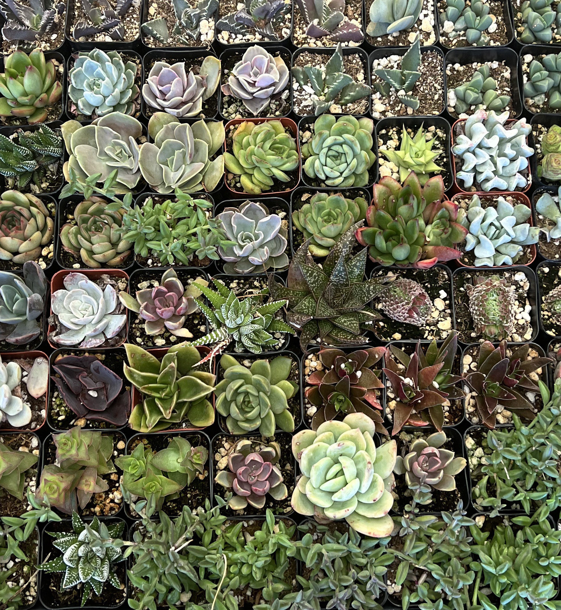 Succulent Plants 2” | Multi-pack Assortment | - Select 2,4,6,8 Plants ...