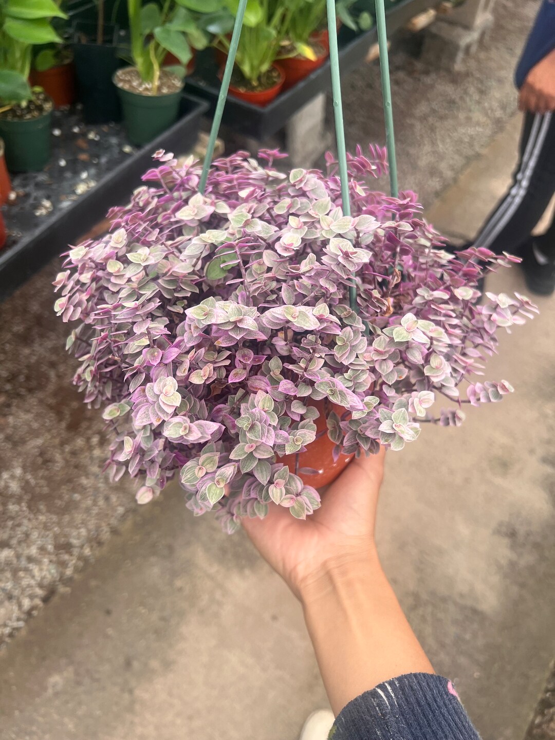 Callisia Repens "pink Panther" - 6” Pot Super Full - Etsy