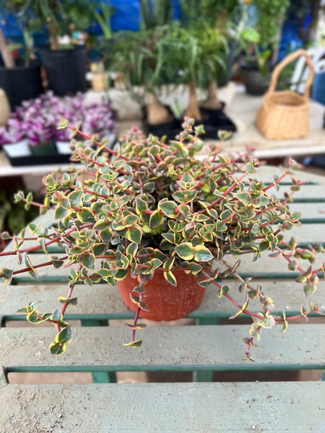 6’’ Crassula Calico Kitten Live Plant Trailing | Full Pot | Hanging ...