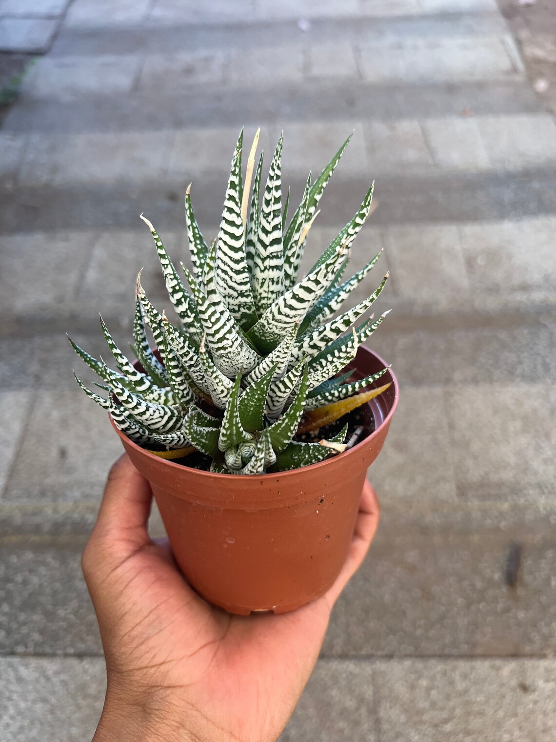 Zebra Plant Haworthia 4 Inch Pot | White and Green | Striped | Live ...