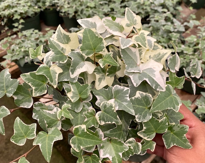3 Plant Bundle variegated Ivy in 4 Inch Pot Similar to Picture - Etsy