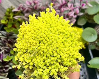 Sedum Japonicum Tokyo Sun - Etsy