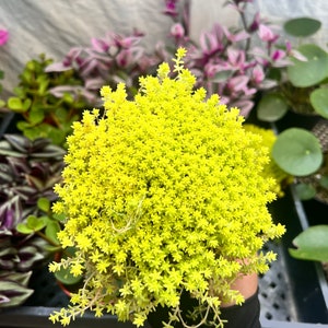 Tokyo Sun Sedum Plant 4 Inch - Etsy