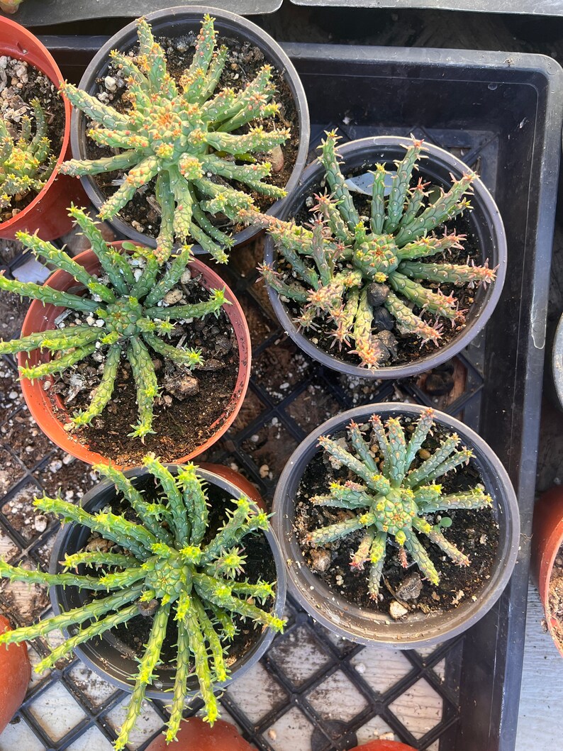 Medusa Head Cactus Plant 4 Inch Pot Euphoria Cactus & - Etsy