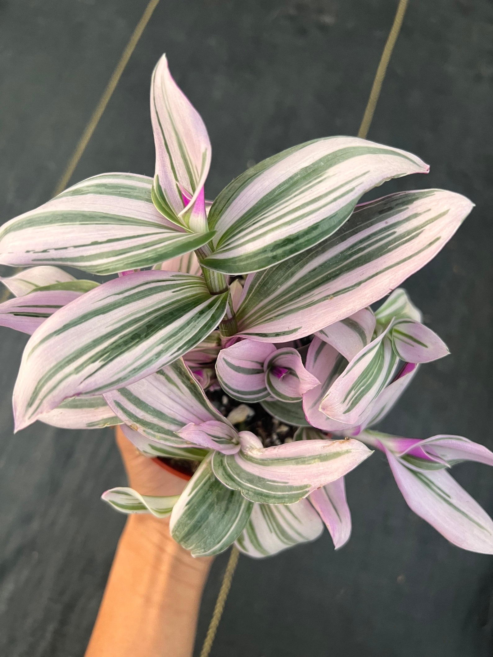 Tradescatia Nanouk Rooted 4 Inch | Nanouk Pink Rare House Plant Indoor ...