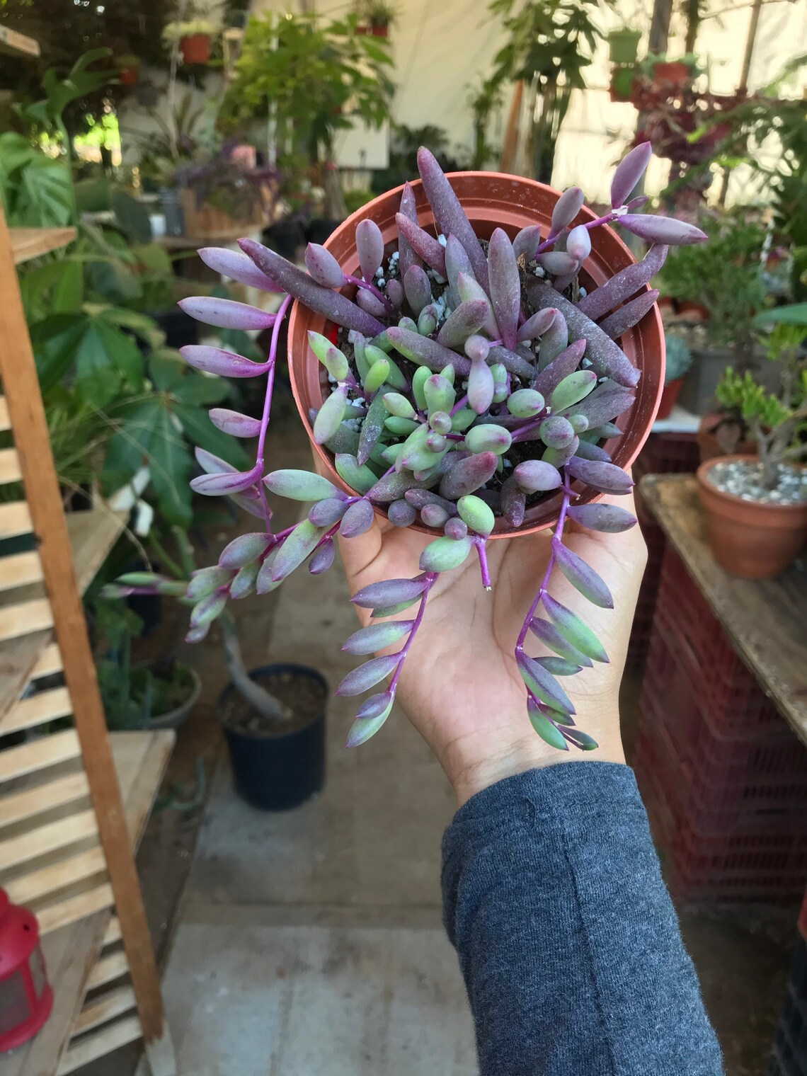 String of Ruby Necklace Plant Succulent Plant 3.5 Inch Pot Sun Stressed ...
