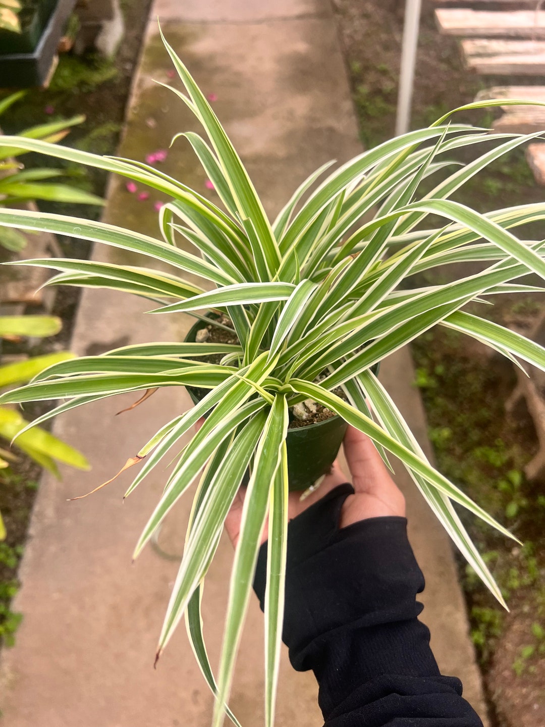 4 Inch Spider Plant Houseplant Indoorplant - Etsy