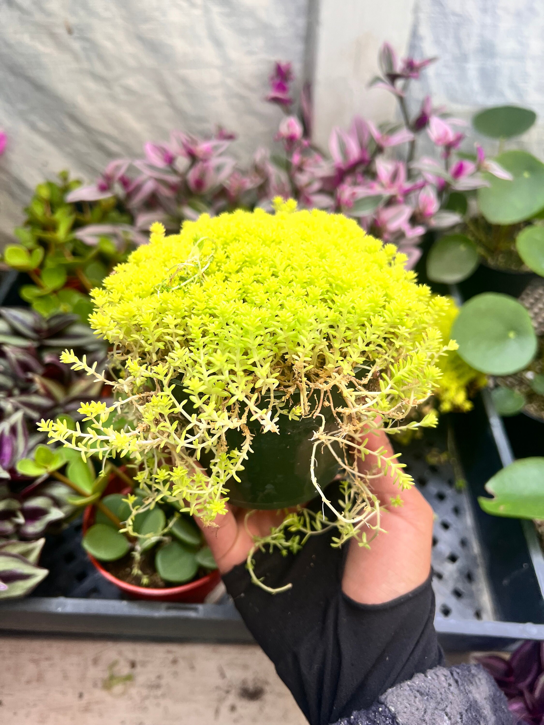 Tokyo Sun Sedum Plant 4 Inch - Etsy