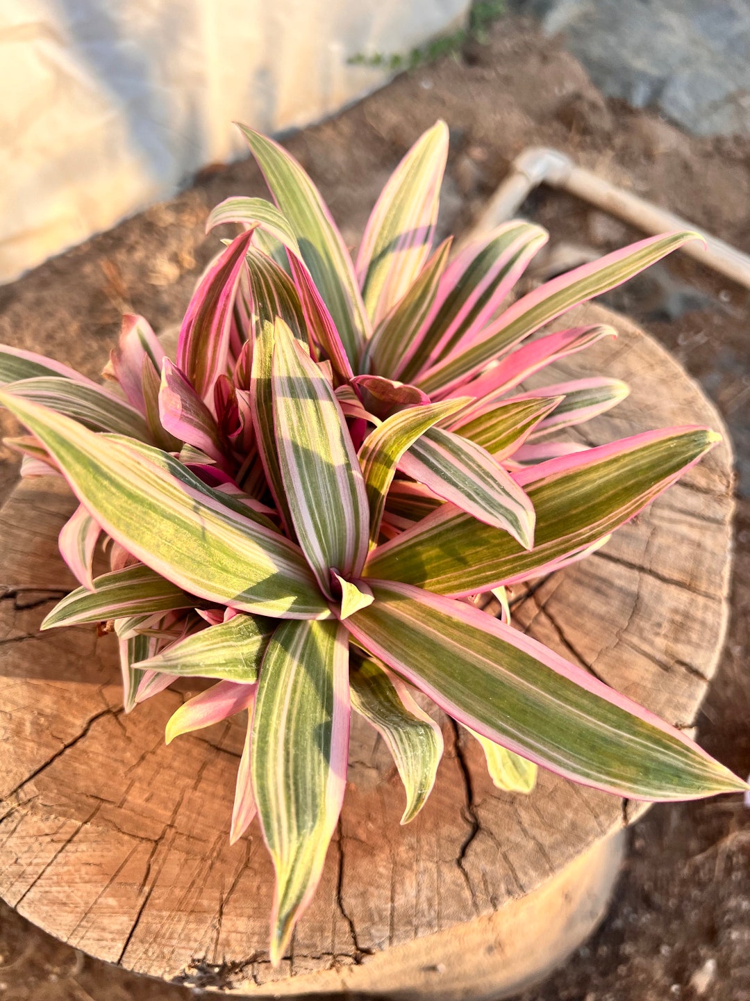 Moses-in-the-cradle 4 Inch Pot - Etsy