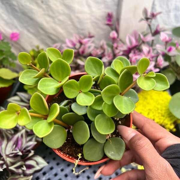 Peperomia Hope Plant - Etsy