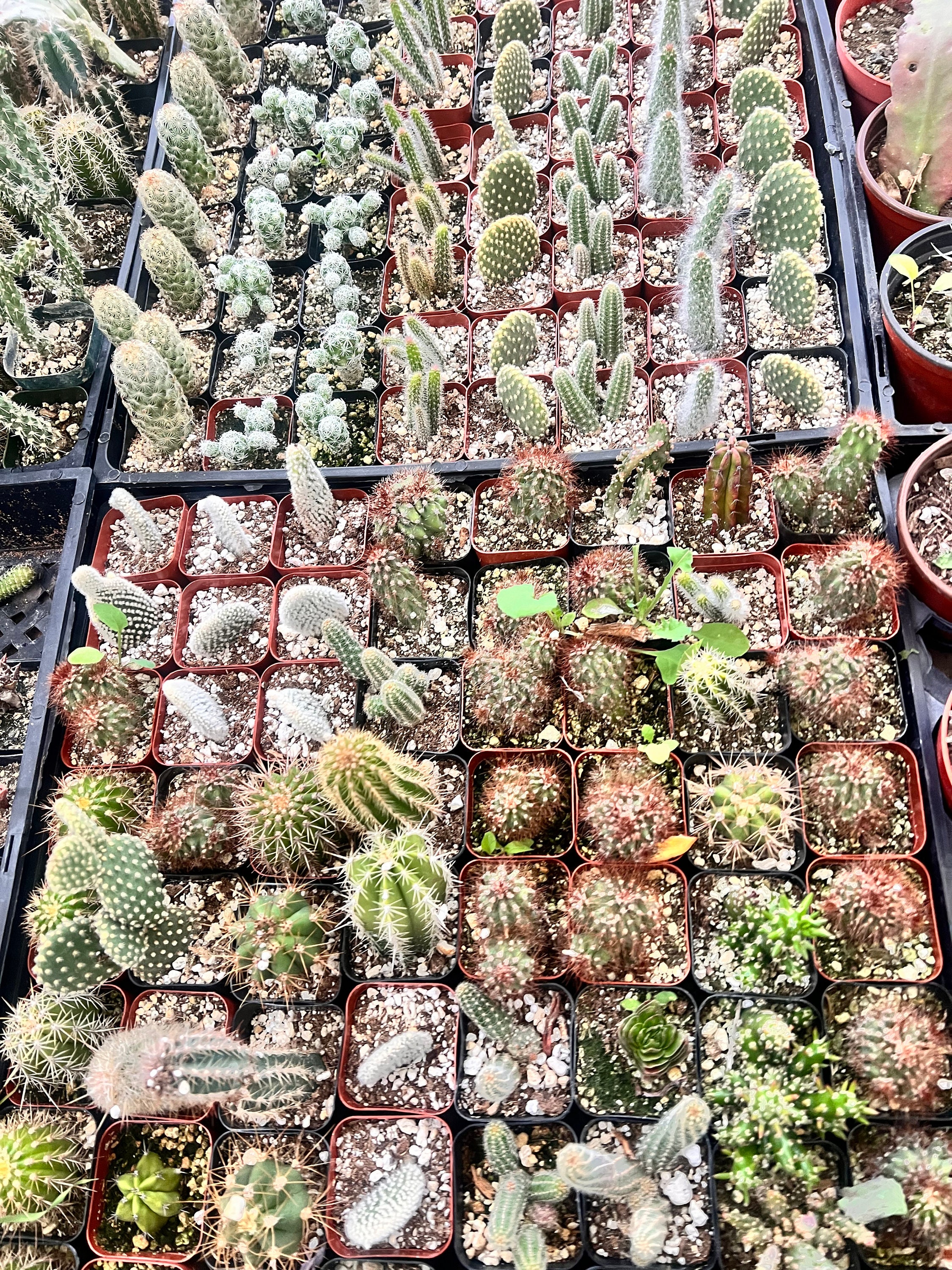 Cactus Plant Assortment Pack 2 Inch Cacti Plants - Etsy