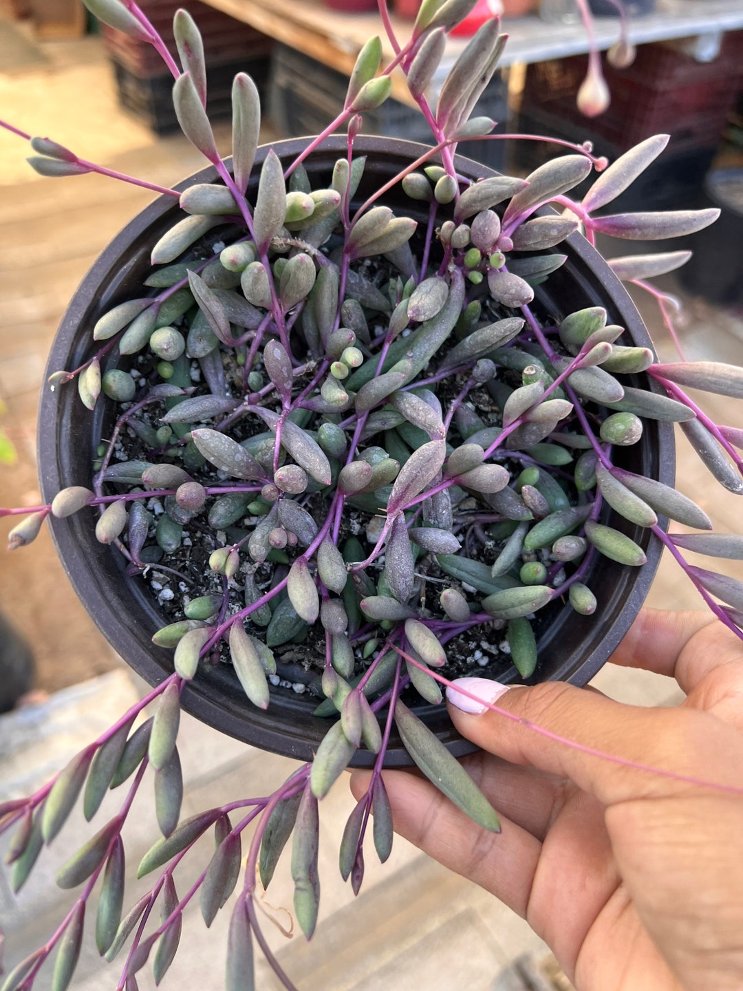 Ruby Necklace Succulent Plant | 6 Inch Pot - Etsy