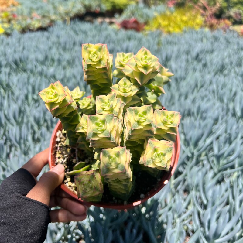 String of Buttons - Etsy