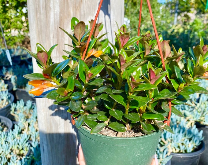 Goldfish Plant - Etsy