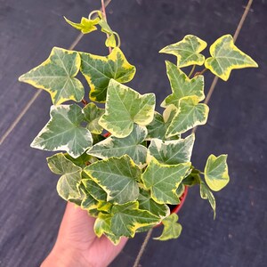 4” Variegated English Ivy Yellow Live Plant - Etsy