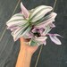 Tradescatia Nanouk Rooted 4 Inch | Nanouk Pink Rare House Plant Indoor ...