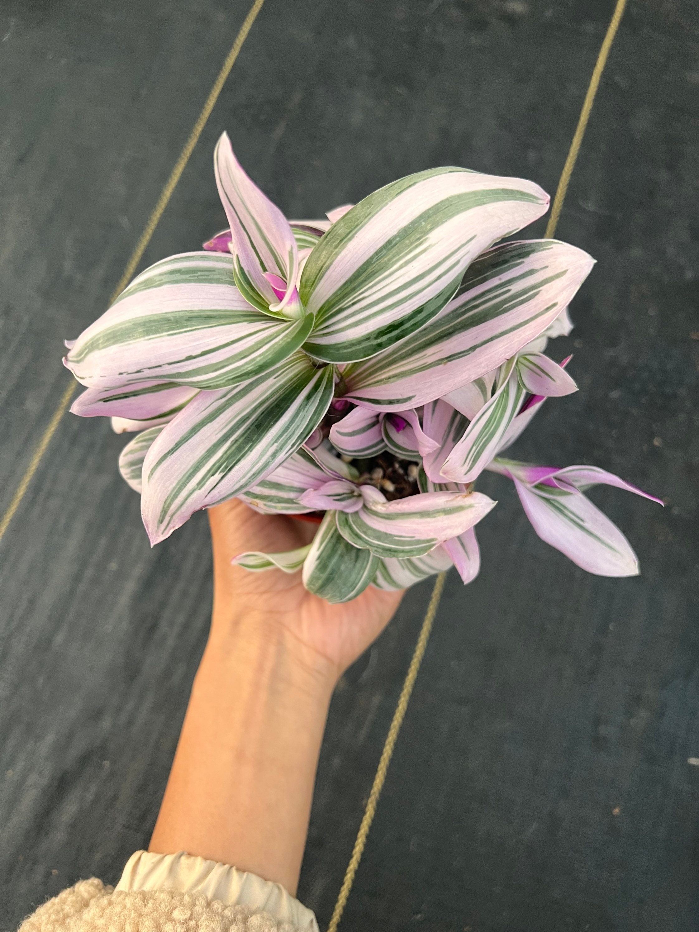 Tradescatia Nanouk Rooted 4 Inch | Nanouk Pink Rare House Plant Indoor ...