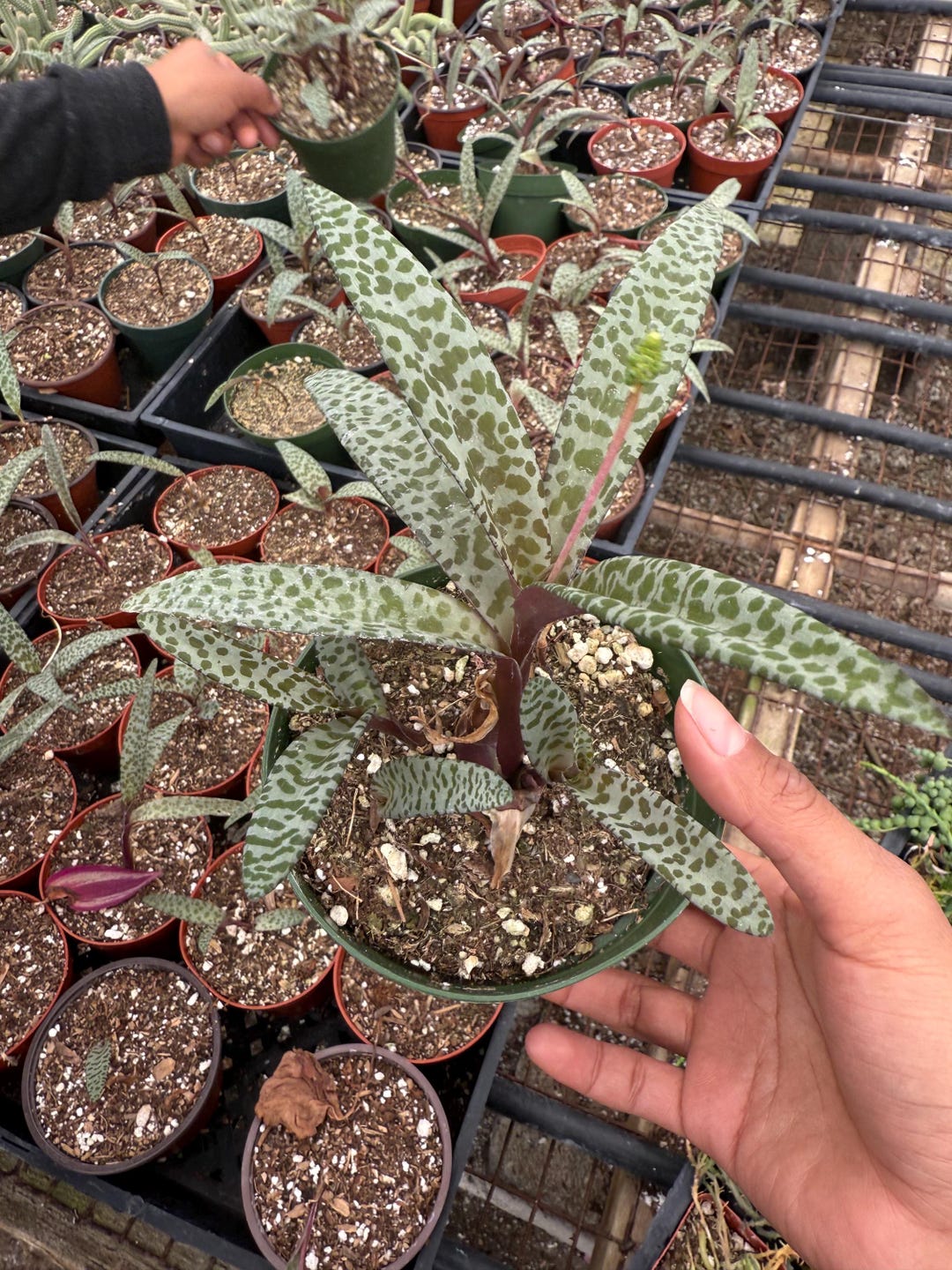 Silver Squill Plant | 4 Inch | Leopard Lily | Ledebouria Socialis ...