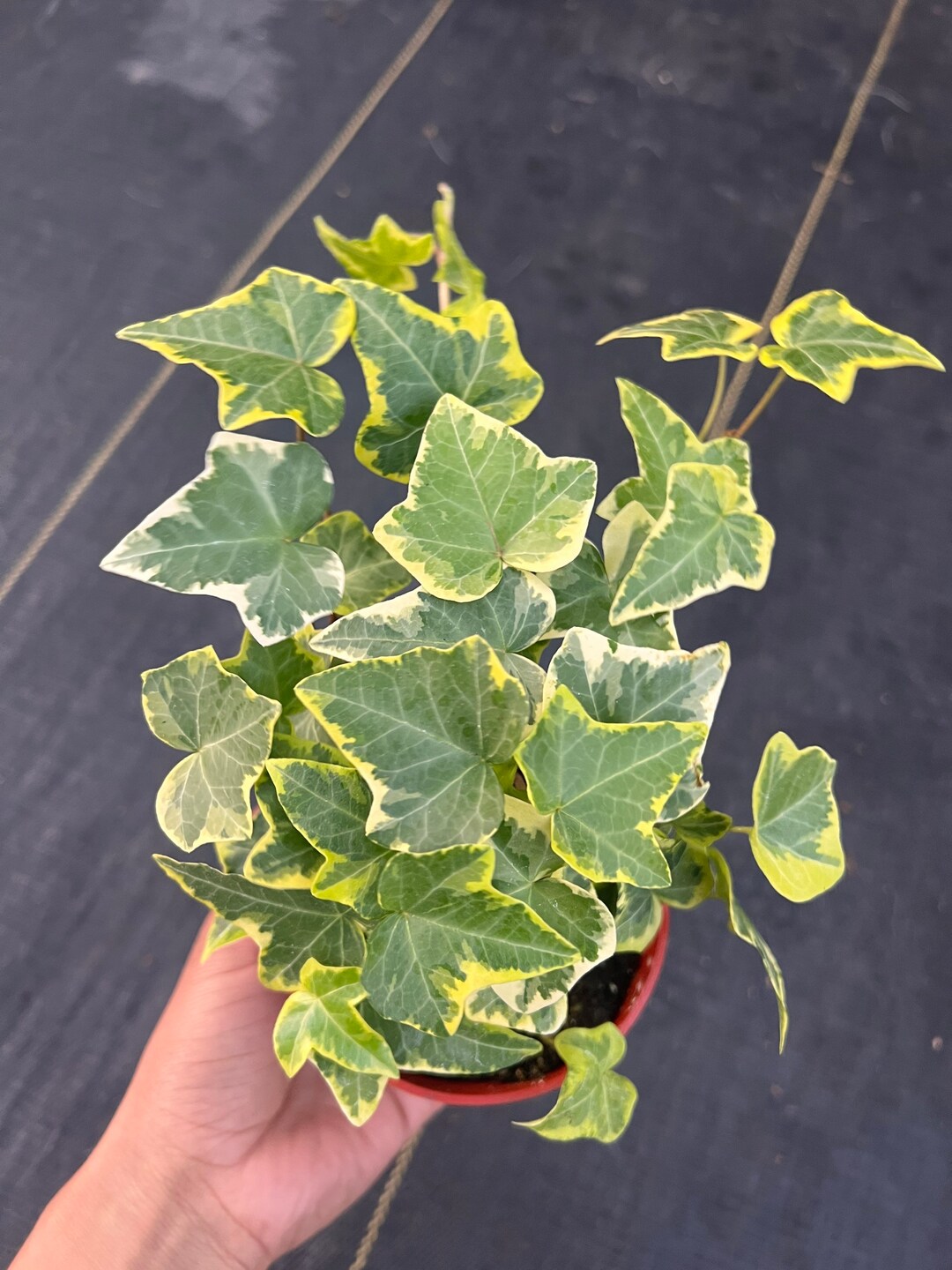 4” Variegated English Ivy Yellow Live Plant - Etsy