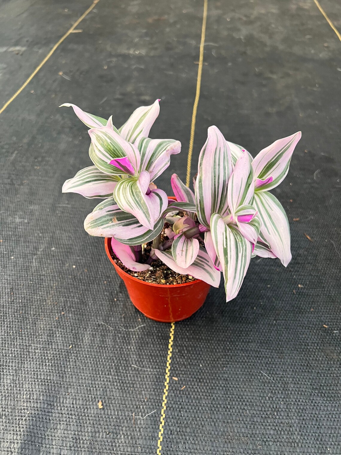 Tradescatia Nanouk Rooted 4 Inch | Nanouk Pink Rare House Plant Indoor ...