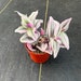 Tradescatia Nanouk Rooted 4 Inch | Nanouk Pink Rare House Plant Indoor ...