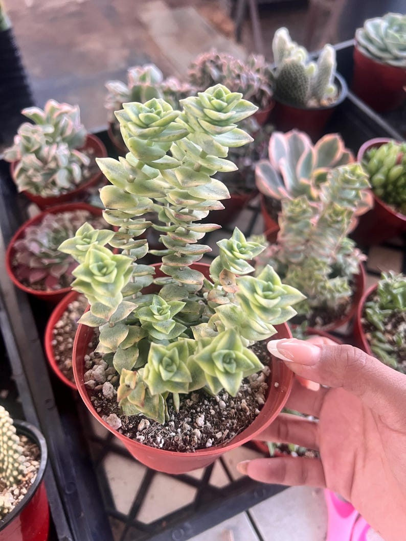 Variegated String of Buttons 4 Inch Pot - Etsy
