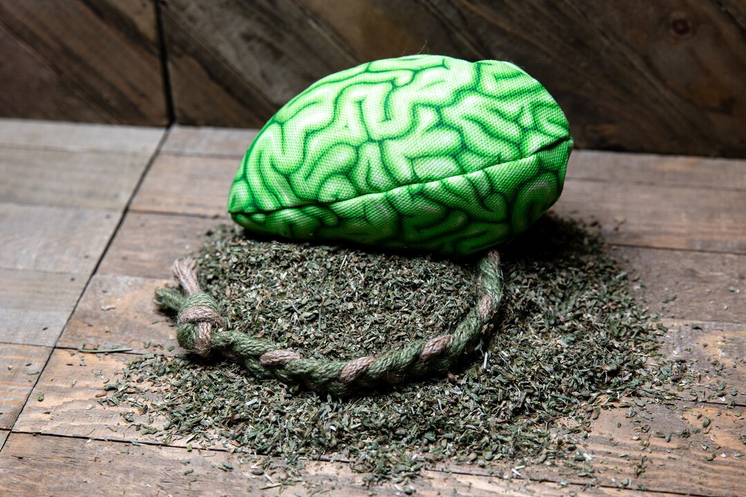 Zombie Brain on Catnip | Cat Toy - Realistic Green Brain | Stuffed With ...