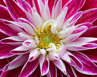 Macro flowers | Etsy