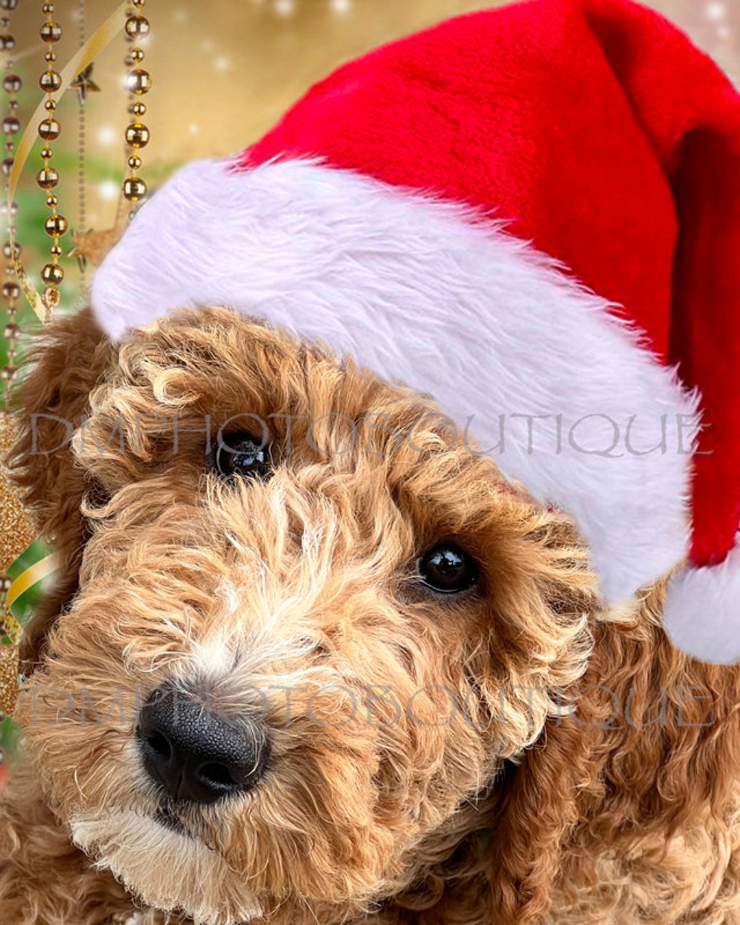 Labradoodle Christmas Cards, Labradoodle Holiday Cards, Labradoodle ...