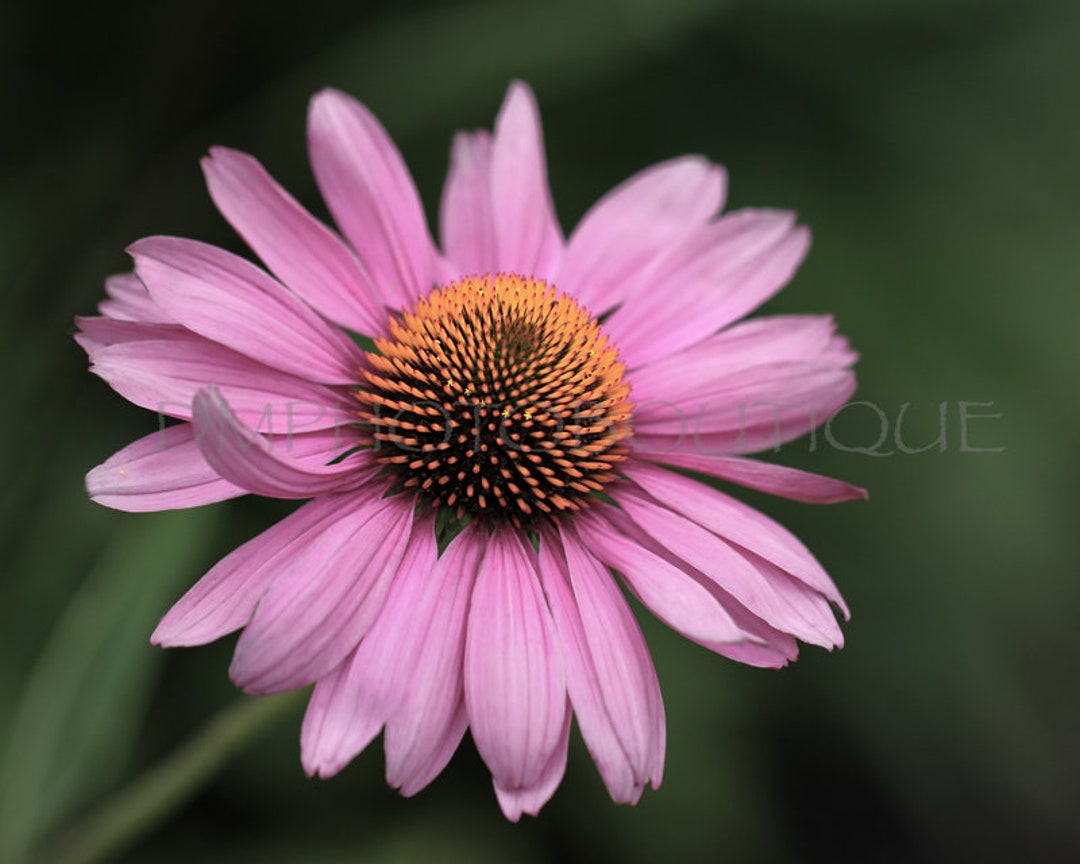 Daisy Notecard, Daisy Greeting Card, Daisy Blank Card, Daisy Print ...