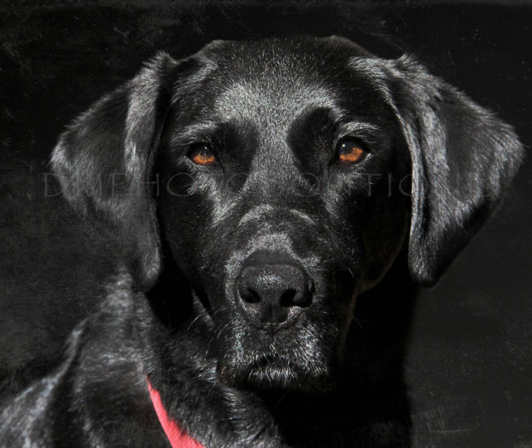 Black Lab Notecards, Labrador Retriever Notecards, Lab Notecards, Lab ...