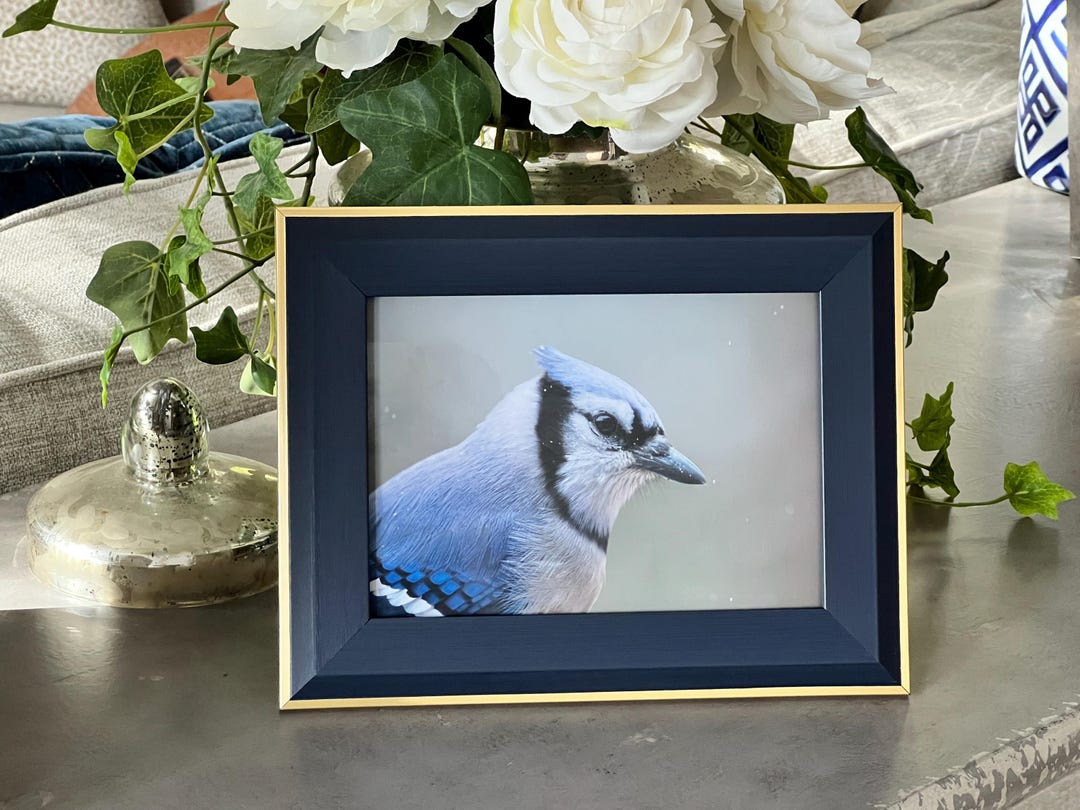 Close up Blue Jay Print, 5 X 7 or 8 X 10 Framed Blue Jay Print, Bird ...