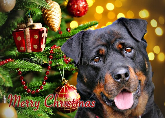 Rottweiler Christmas Cards Rottweiler Cards Rottweiler | Etsy