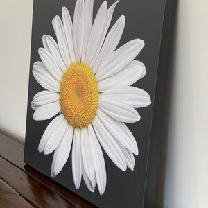 Daisy Canvas, Daisy Print, Daisy Photo, Daisy, Daisy Photography ...