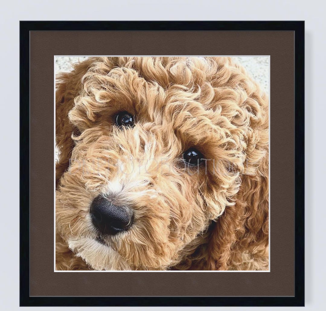 Labradoodle Print, Labradoodle Notecards, Labradoodle Greeting Card ...