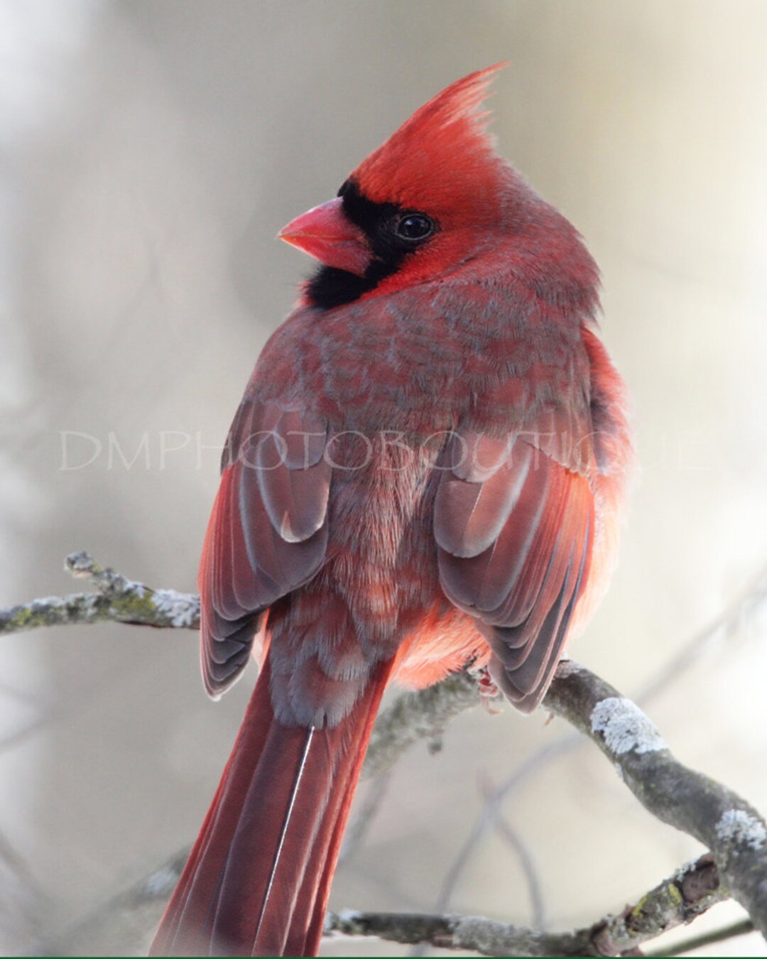 Cardinal Notecards, Cardinal Greeting Cards, Cardinal Cards, Cardinal ...