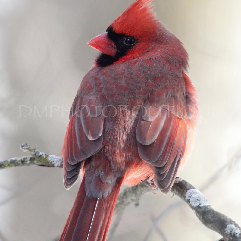 Cardinal Card - Etsy
