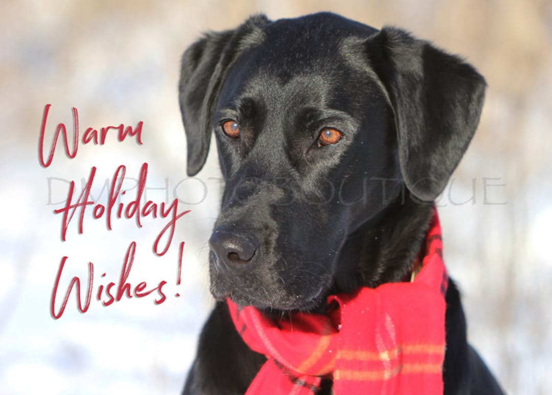 Black Lab Holiday Cards, Labrador Retriever Christmas Card Set - Etsy