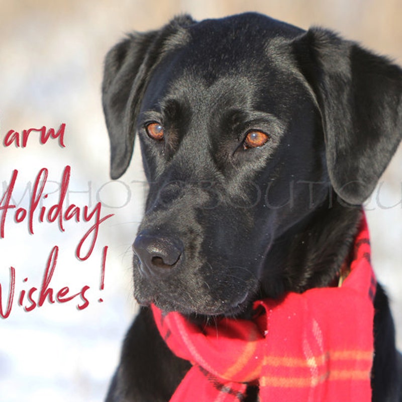 Black Labrador Xmas Cards - Etsy