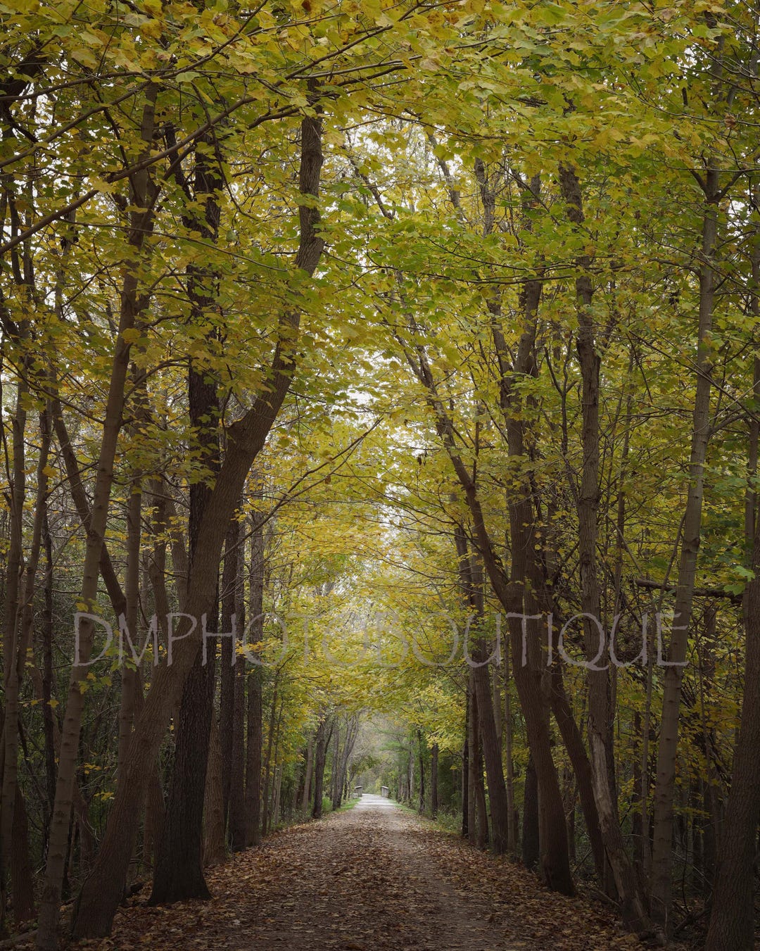 Paint Creek Trail Print, Trail Print, Wooded Path Print, Woods Print ...