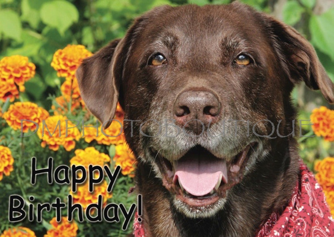 Labrador Retriever Birthday Card, Lab Birthday Card, Labrador Retriever ...