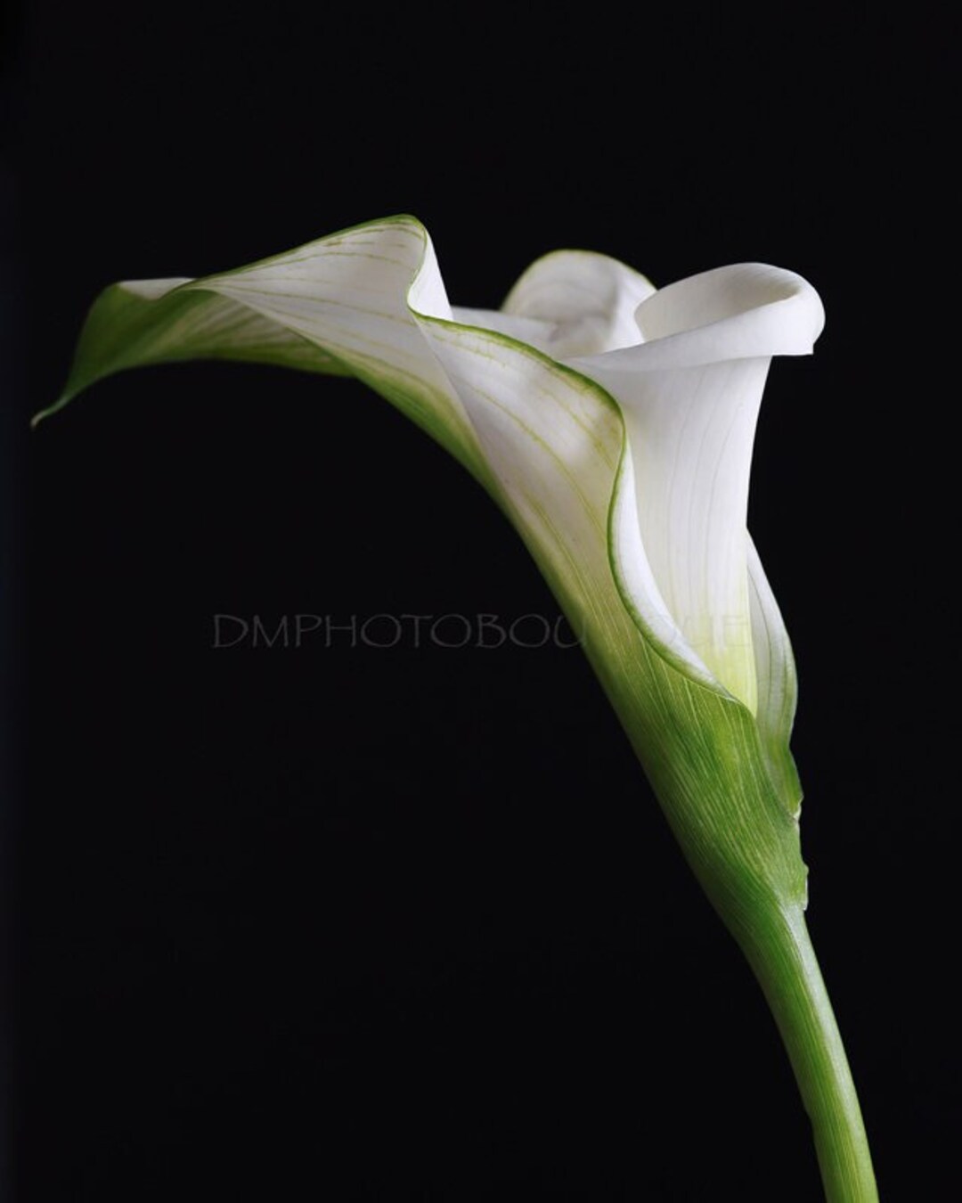 White Calla Lily Wall Art, Lily Canvas, Lily Wall Art, Lily Print ...