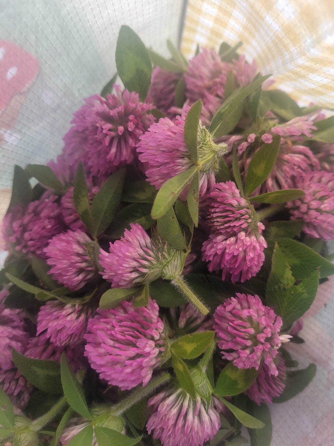 Michigan Red Clover - Dried Flower - Etsy