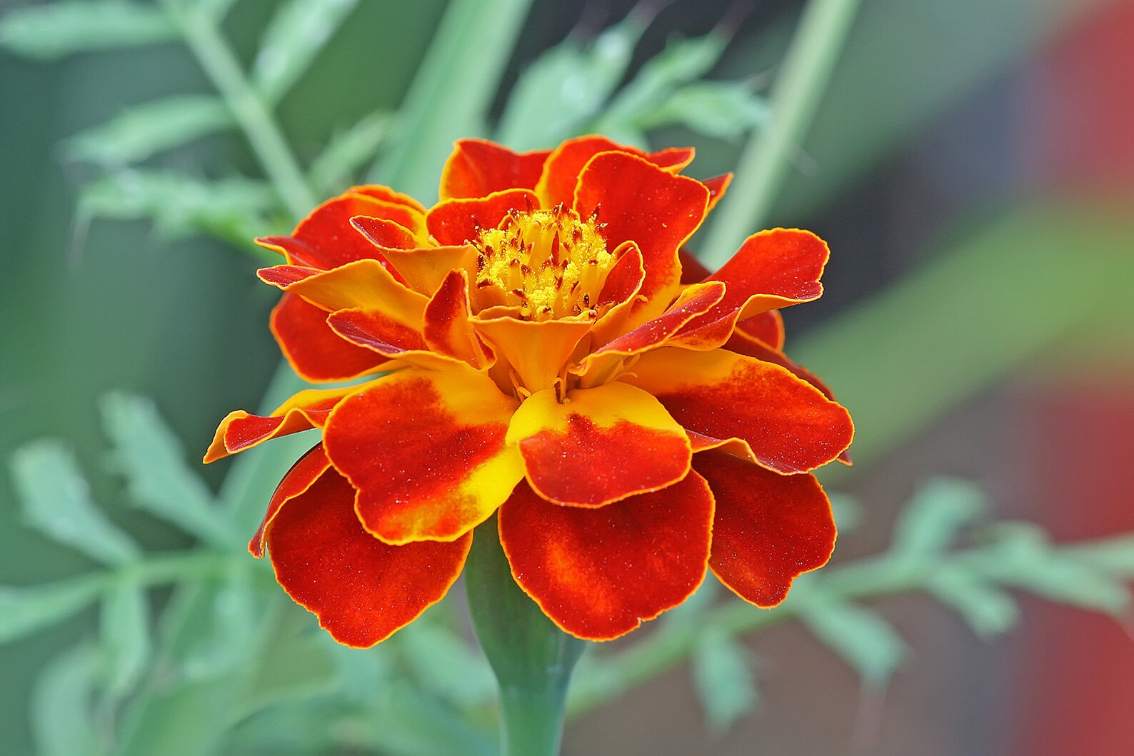 Michigan French Marigold - Dried Petals - Etsy