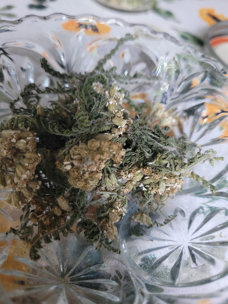Michigan Yarrow - Dried Leaves and Flowers - Etsy