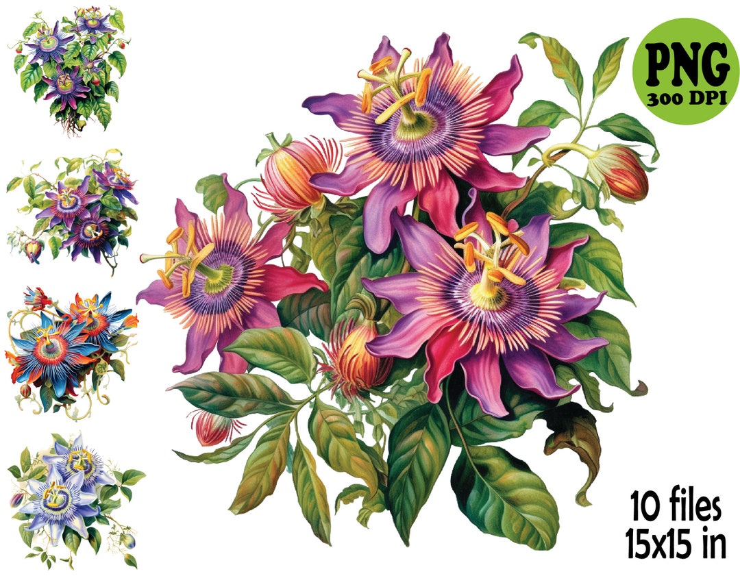 Passion Flower Clipart Watercolor Illustration Png Etsy