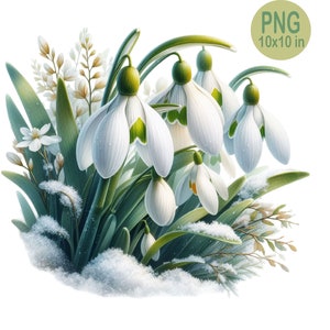 Snowdrop Flowers PNG Clipart - 10 Delicate Winter Blossoms in Snow ...