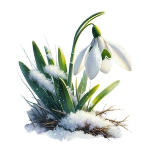 Snowdrop Flowers PNG Clipart - 10 Delicate Winter Blossoms in Snow ...