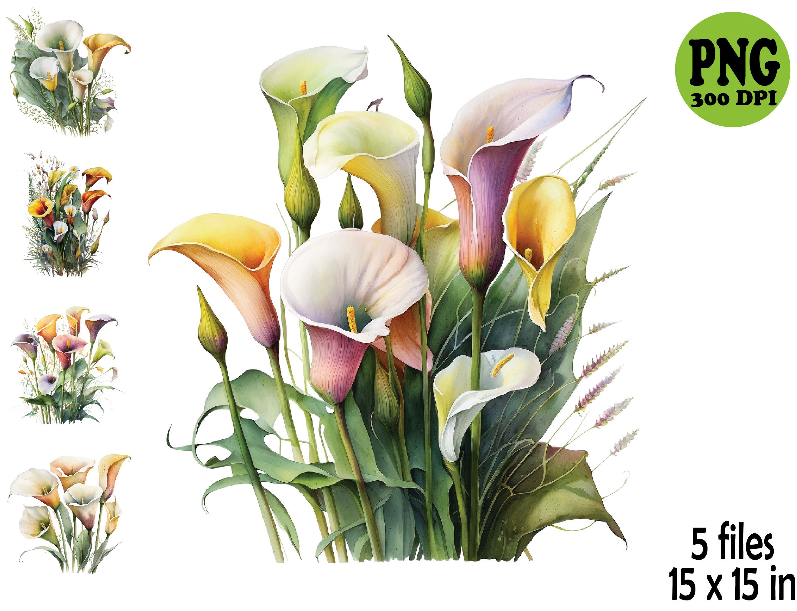 Calla Lily Clip Art
